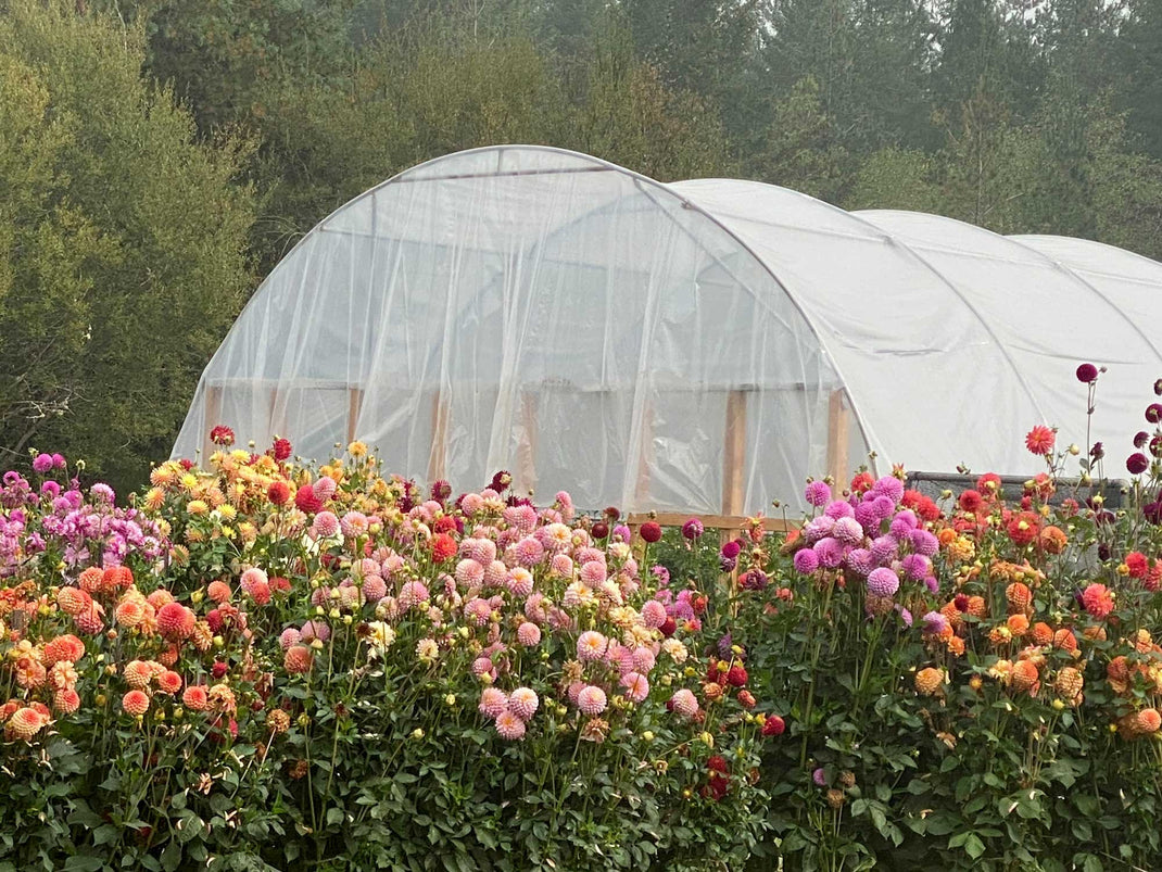 Agape Field Dahlia Farm
